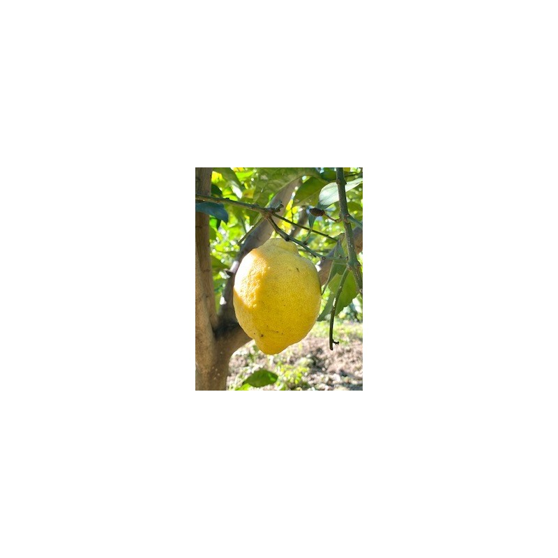 Citron de Menton IGP cagette de 4,5kg - Le fruit d'Or de Menton