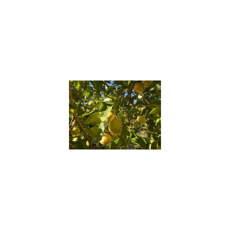 Citron de Menton IGP cagette de 4,5kg - Le fruit d'Or de Menton